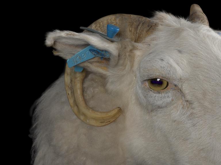 Tracy, a transgenic sheep | Science Museum Group Collection
