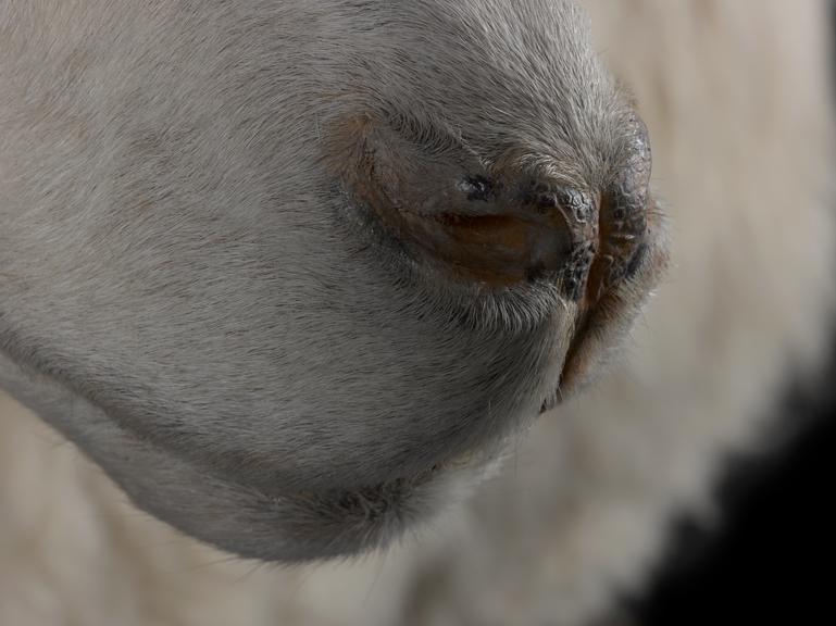 Tracy, a transgenic sheep | Science Museum Group Collection