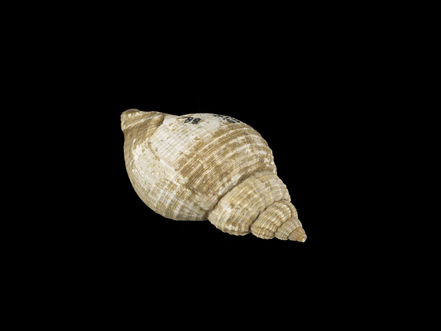 Amulet, whelk shell with reversed spiral | Science Museum Group Collection