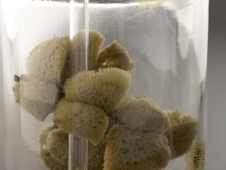 Early inhaler for ether anaesthesia | Science Museum Group Collection