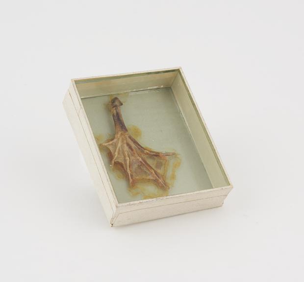 Frog's foot specimen prepared by Joseph Lister | Science Museum Group ...