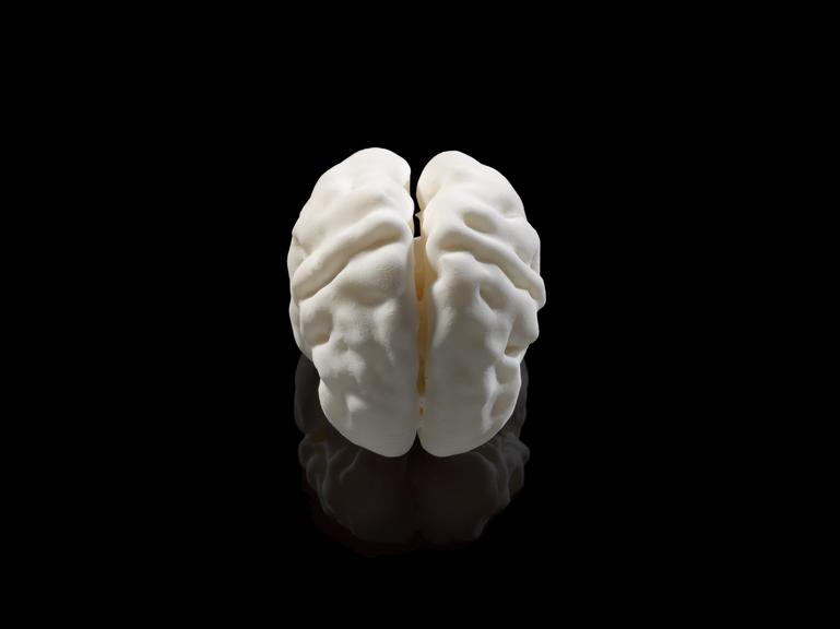3D printed model of a healthy fetal brain at 29 weeks gestation ...