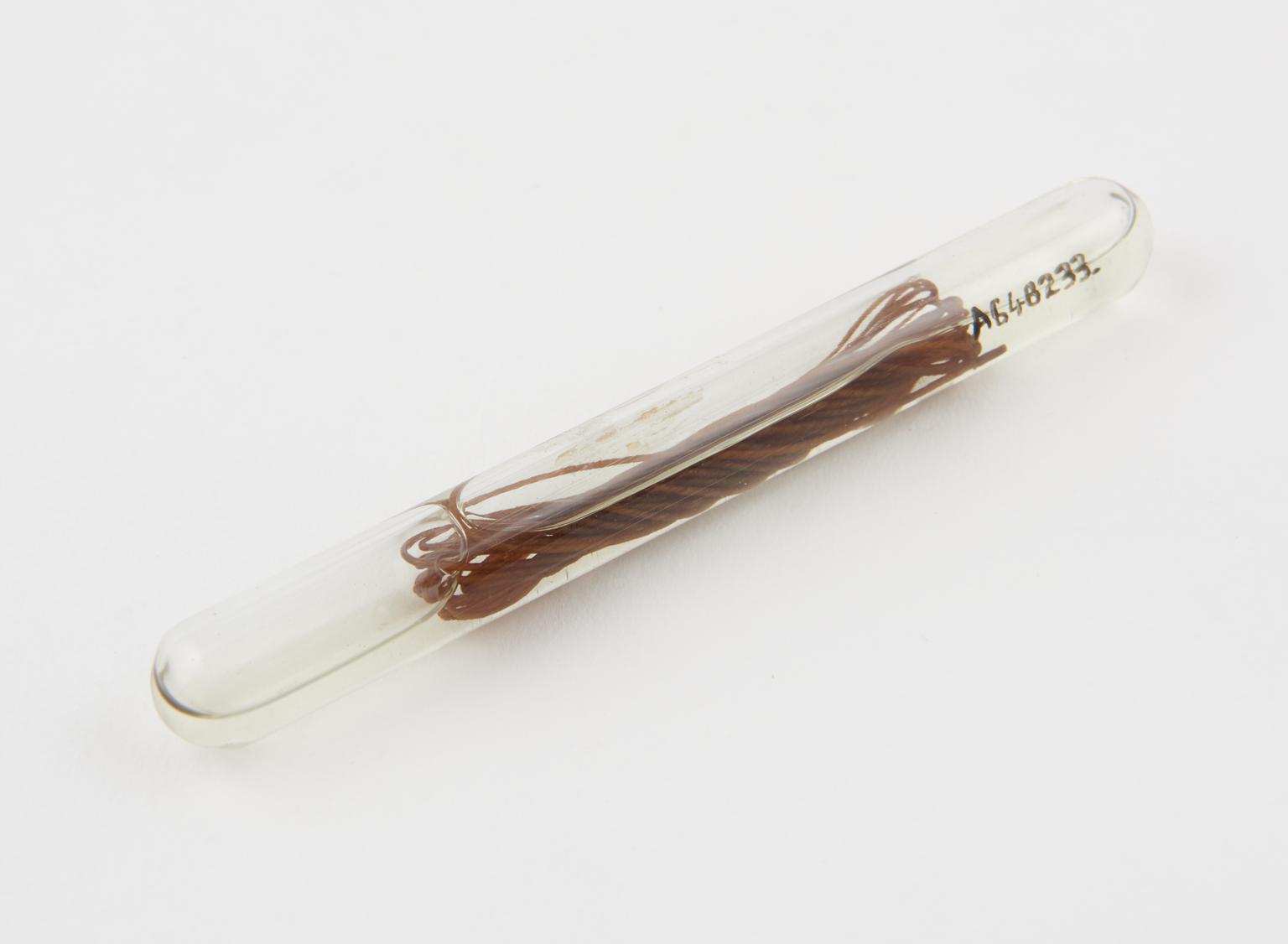 Glass phial with catgut and liquid | Science Museum Group Collection