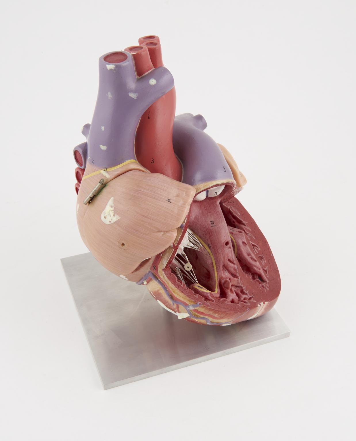 Sectioned human heart model, 1970 | Science Museum Group Collection