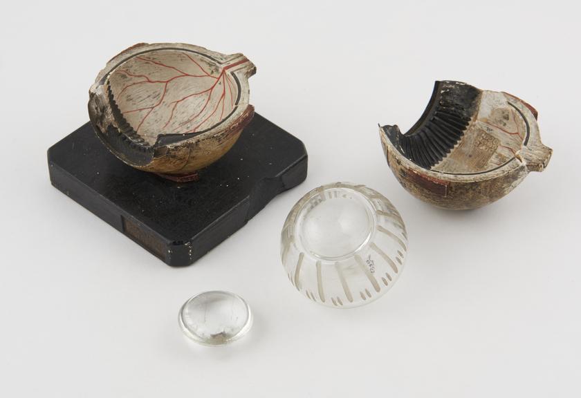 Plaster demonstration model of an eye | Science Museum Group Collection