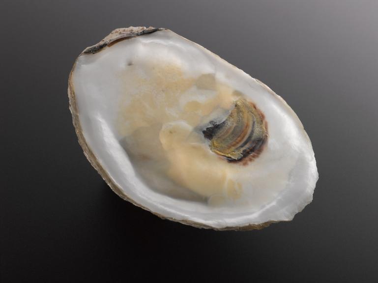 Half of oyster shell used as amulet | Science Museum Group Collection