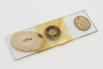 American sponge gold | Science Museum Group Collection