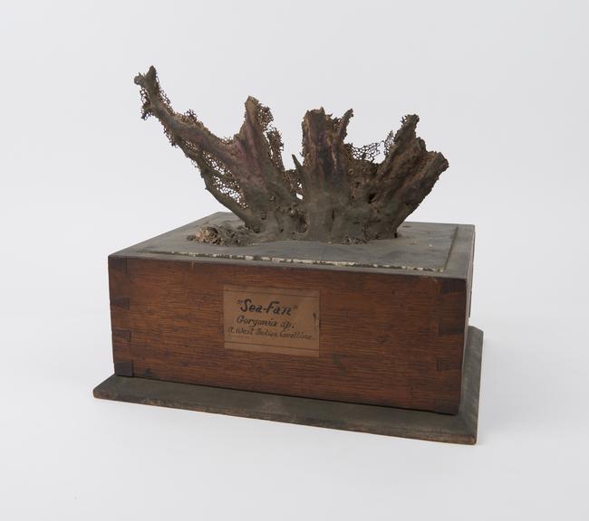 Specimen of mounted coral from the Caribbean | Science Museum Group ...