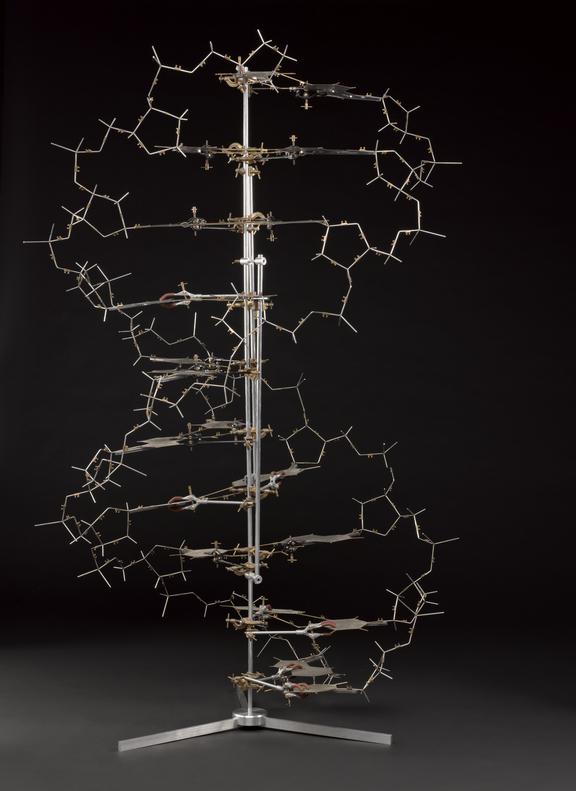 Crick and Watson's DNA Molecular Model | Science Museum Group Collection