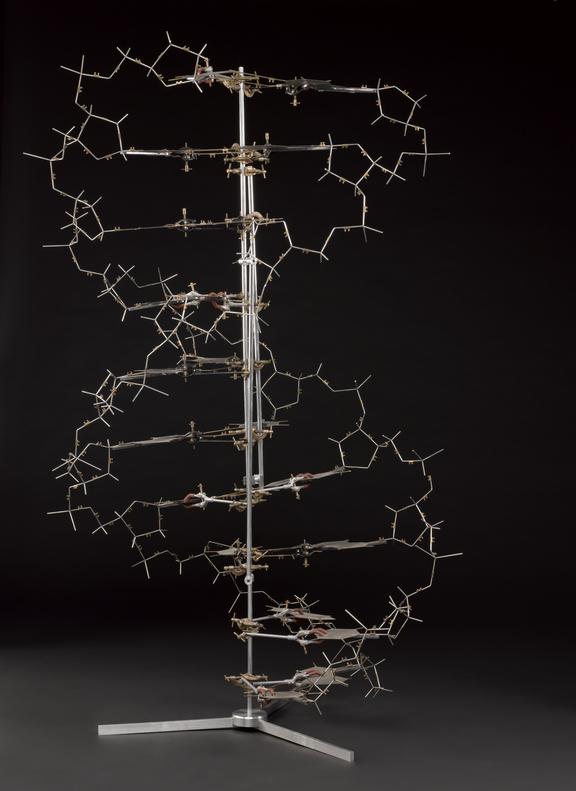 Crick and Watson's DNA Molecular Model | Science Museum Group Collection