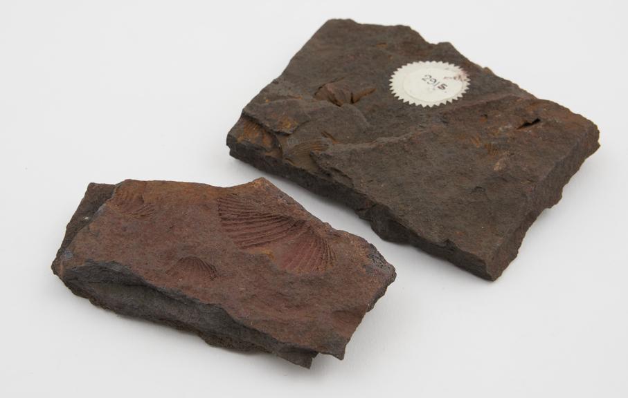 Slate used as iron ore from Nictaux, Anapolis Valley, Nova Scotia ...