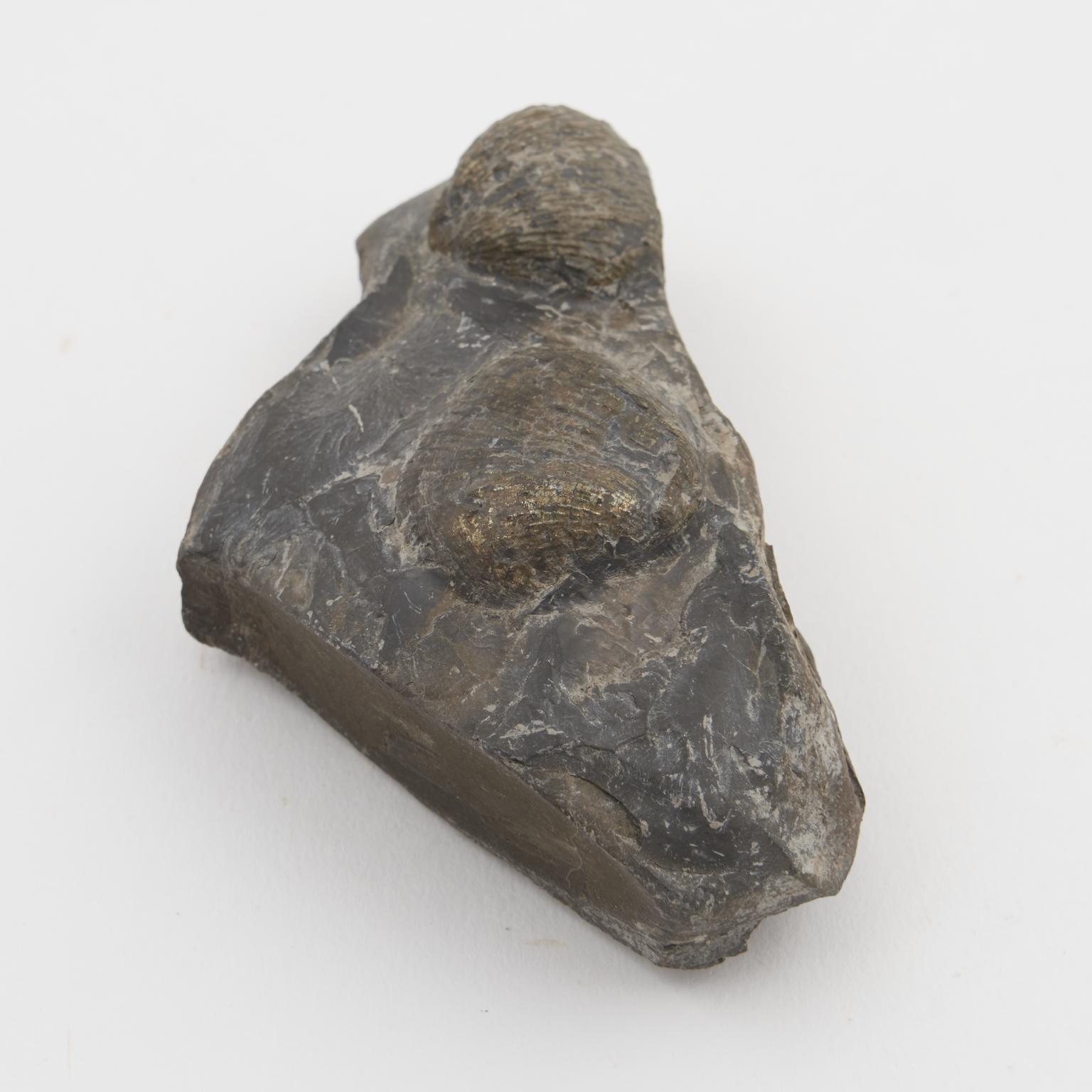 Blue Flats ironstone from Somerford Colliery | Science Museum Group ...