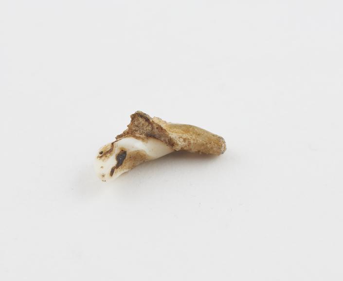 Snake fang (resembles animal tooth though) | Science Museum Group ...