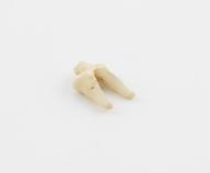 Tooth of female ghoul | Science Museum Group Collection