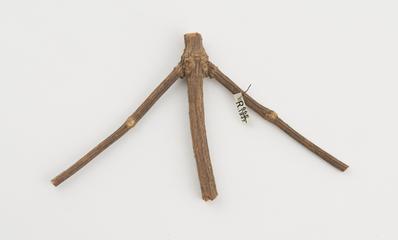 3-armed arrow-shaped elder twig | Science Museum Group Collection