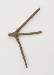 Elder tree twig | Science Museum Group Collection