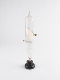 Crookes vacuum tube for demonstrating the properties of cathode rays ...