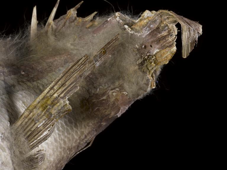'Merman' | Science Museum Group Collection