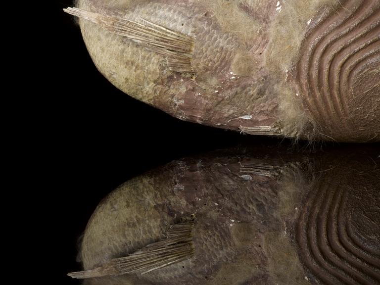 'Merman' | Science Museum Group Collection