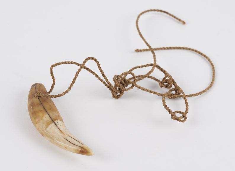 Animal tooth amulet | Science Museum Group Collection