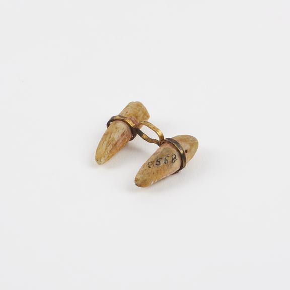 Denture with 2 teeth, copy, original Etruscan | Science Museum Group ...