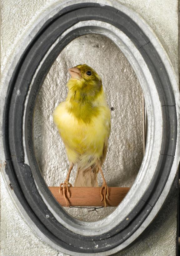 Canary resuscitator | Science Museum Group Collection