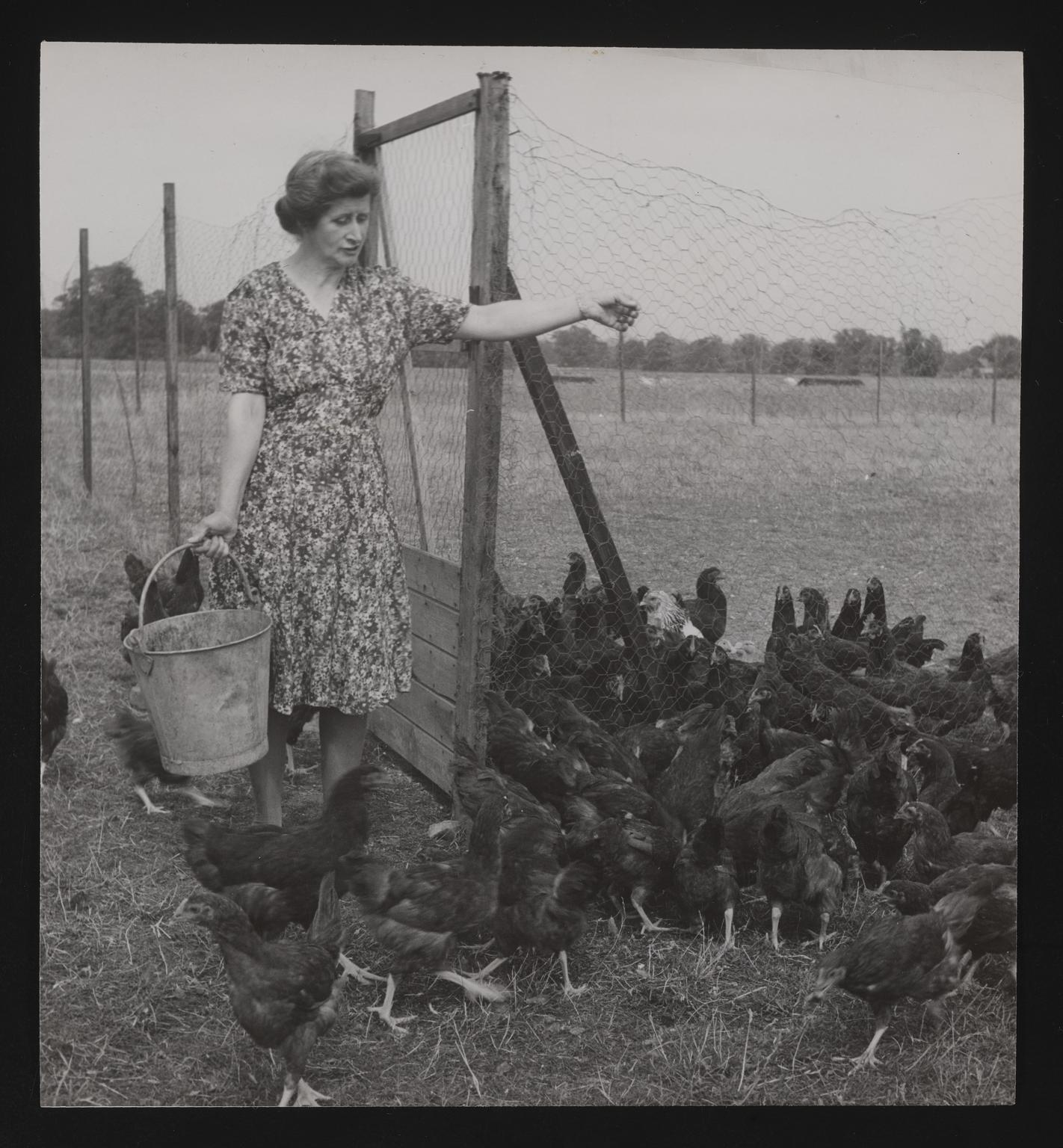 Daily Herald Photograph: Farming, Feeding Chickens | Science Museum ...