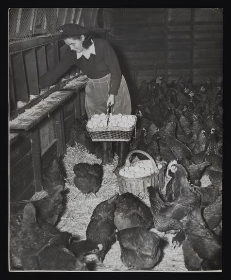 A photographic print of Industry, Agriculture, Poultry - Birds & Farms ...