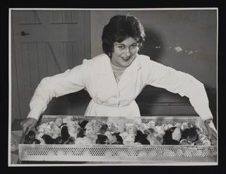 A photographic print of Industry, Agriculture, Poultry - Chicks ...