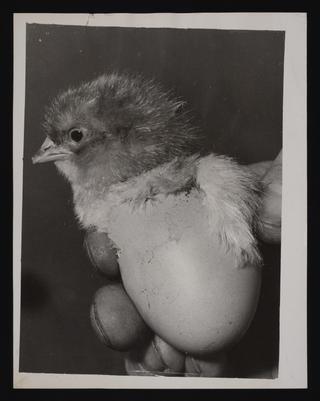 A photographic print of Industry, Agriculture, Poultry - Chicks ...