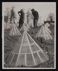 A photographic print of Vegetables - Cabbage, Broccoli | Science Museum ...
