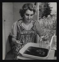 Daily Herald Photograph; Dying Feather Flowers | Science Museum Group ...
