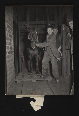 A photographic print of Industry, Fuel & Power - Coal, Pit Ponies ...