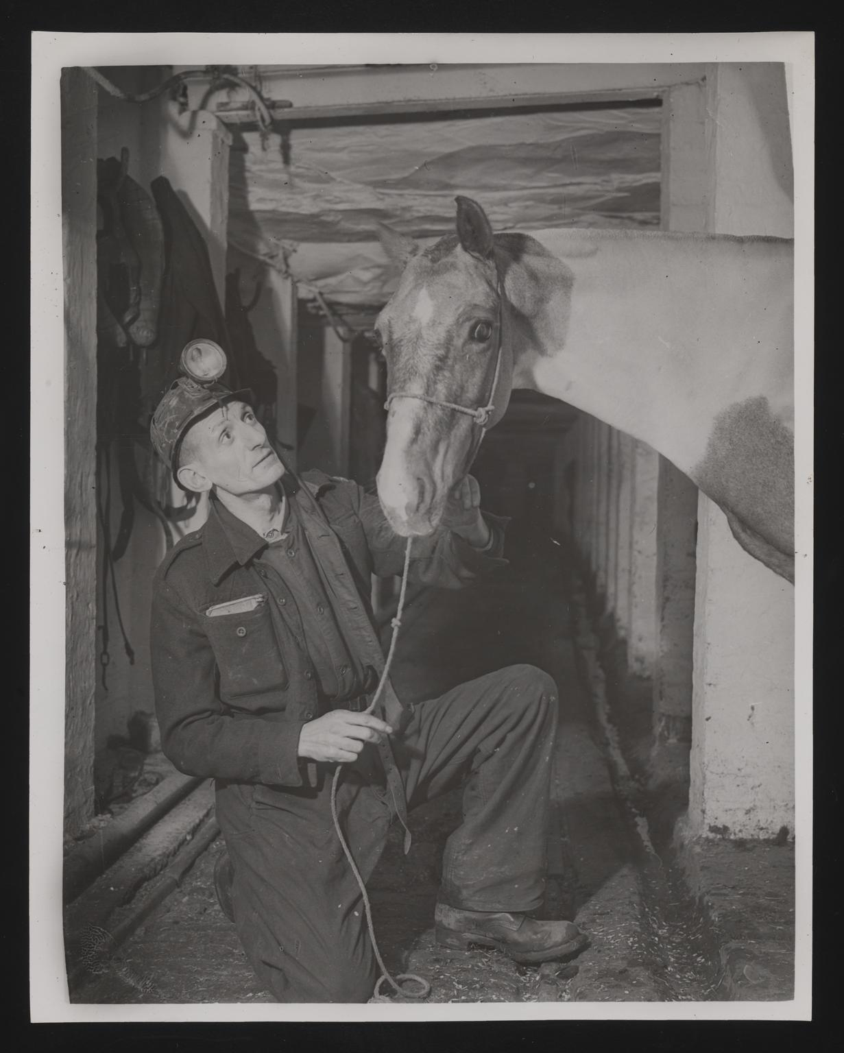 A photographic print of Industry, Fuel & Power - Coal, Pit Ponies ...