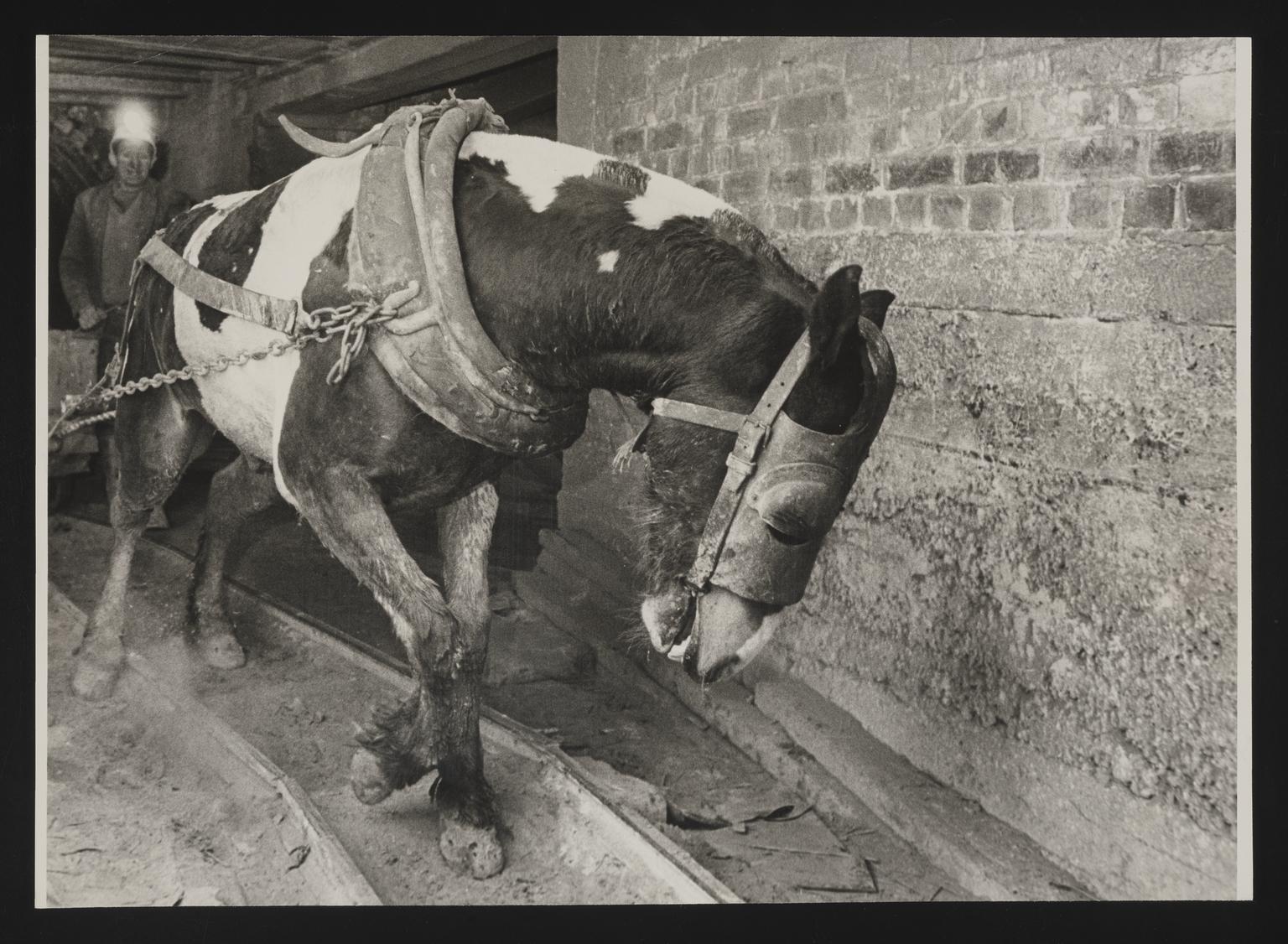 A photographic print of Industry, Fuel & Power - Coal, Pit Ponies ...
