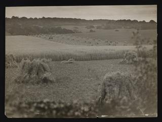 A photographic print of Industry, Agriculture, Harvesting - Grain ...