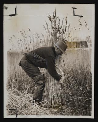 A photographic print of Industry, Agriculture, Harvesting - Reed ...