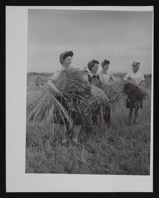 A photographic print of Industry, Agriculture, Harvesting - Grain ...