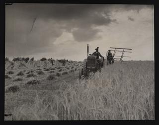 A photographic print of Industry, Agriculture, Harvesting - Grain ...