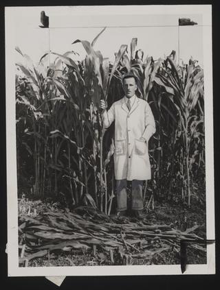 A photographic print of Industry, Agriculture, Grain Maize | Science ...
