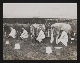 A photographic print of Industry, Agriculture, Milk - Milking Cows ...