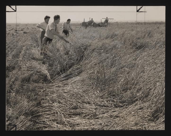 A photographic print of Industry, Agriculture, Harvesting - Grain ...