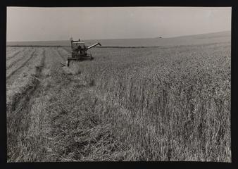 A photographic print of Industry, Agriculture, Harvesting - Grain ...
