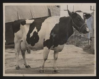 A photographic print of Industry, Agriculture, Milk - Milking Cows ...