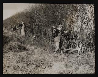 A photographic print of Industry, Agriculture, Hedging, Hurding, etc ...