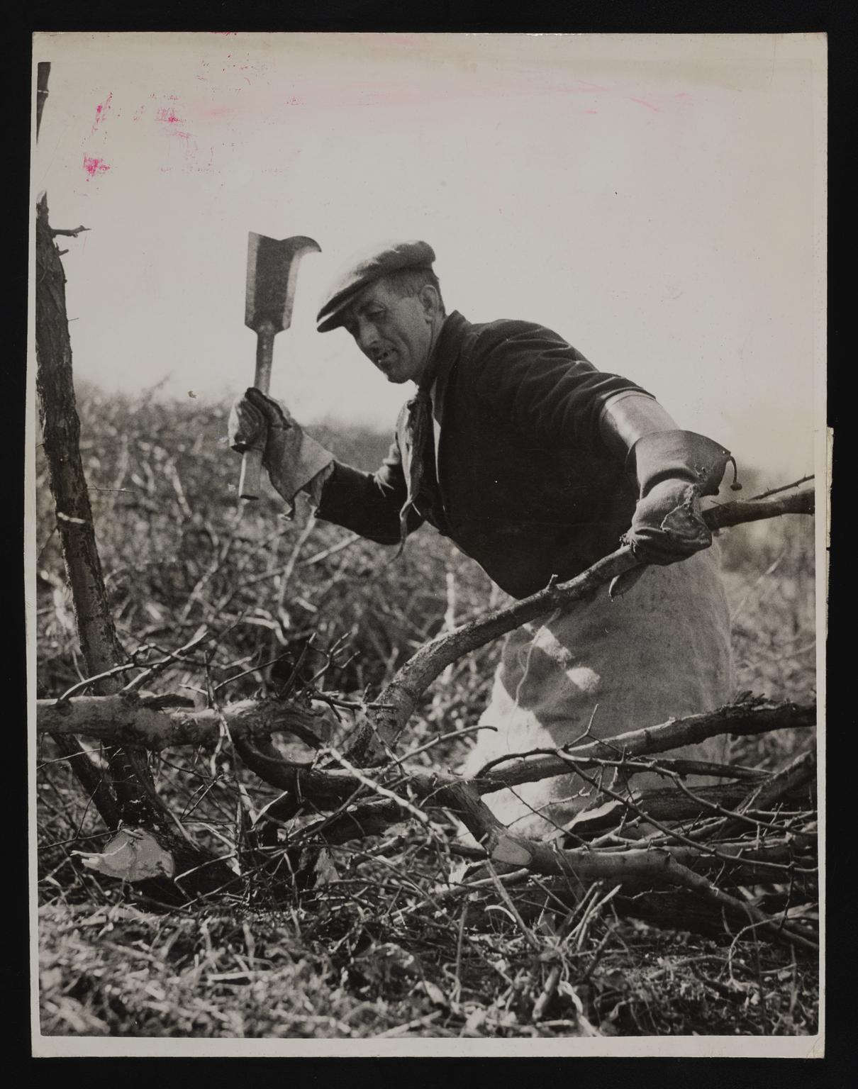 A photographic print of Industry, Agriculture, Hedging, Hurding, etc ...