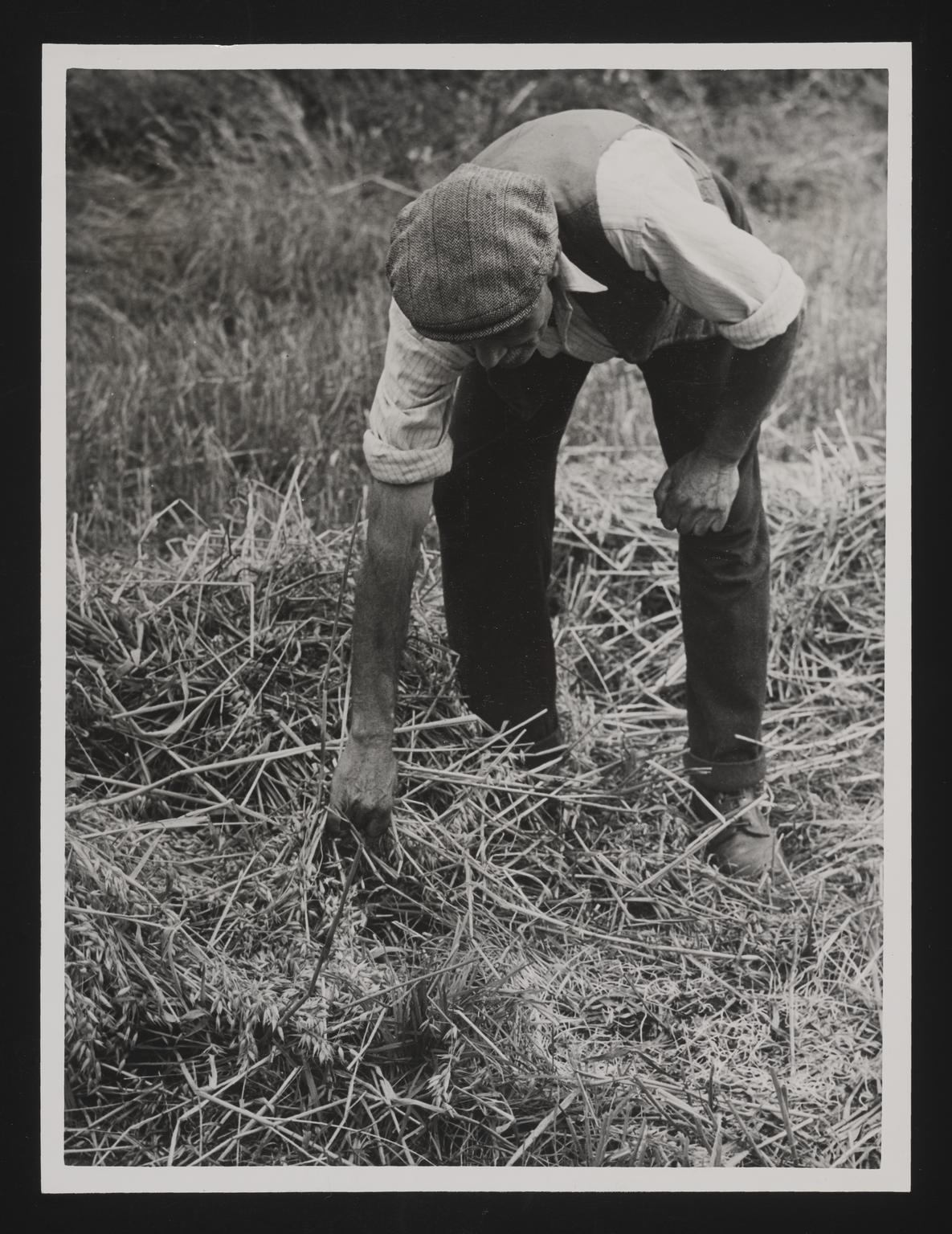 A photographic print of Industry, Agriculture, Grain - Ruined by ...