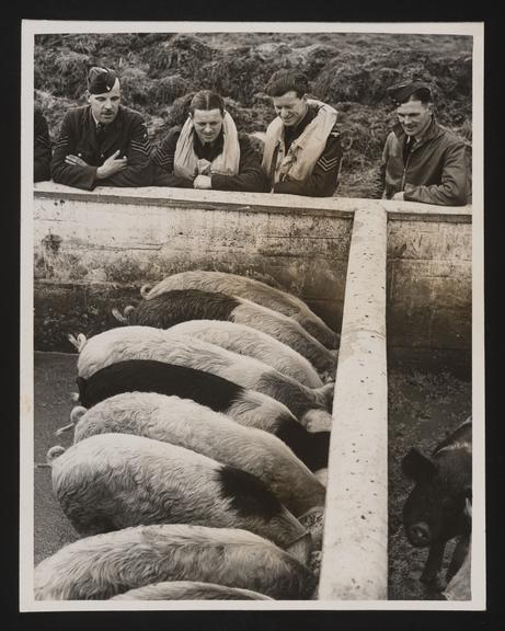 A photographic print of Industry, Agriculture, Pigs - Pig Clubs ...