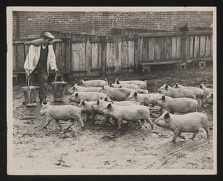 A photographic print of Industry, Agriculture, Pigs - Feeding including ...