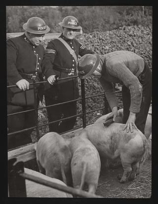 A photographic print of Industry, Agriculture, Pigs - Pig Clubs ...